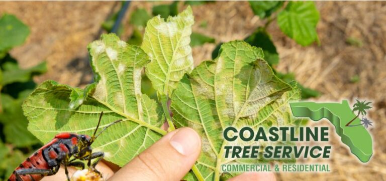 Five Unseen Foes: Insects Threatening SW Florida Tree Landscapes & What ...