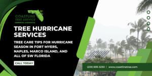 Tree Hurricane Services: Tree Care Tips for Hurricane Season in Fort ...
