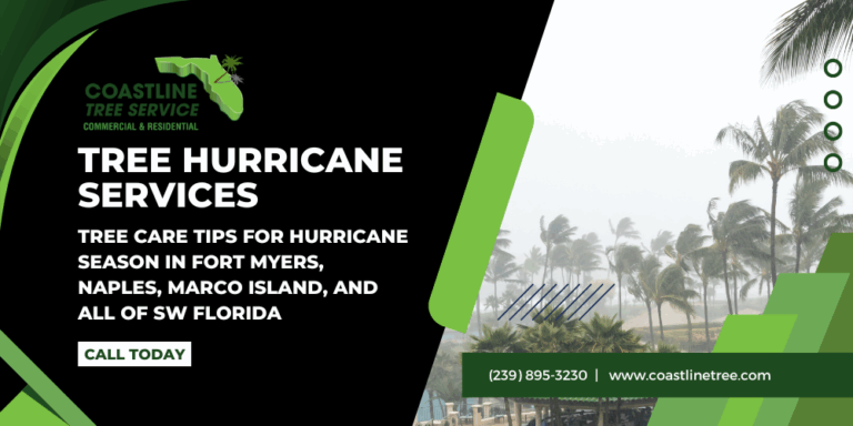 Tree Hurricane Services: Tree Care Tips for Hurricane Season in Fort ...