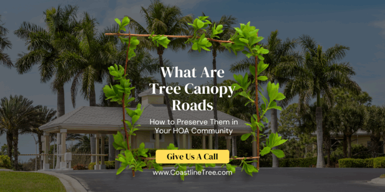 What Are Tree Canopy Roads and How to Preserve Them in Your HOA ...