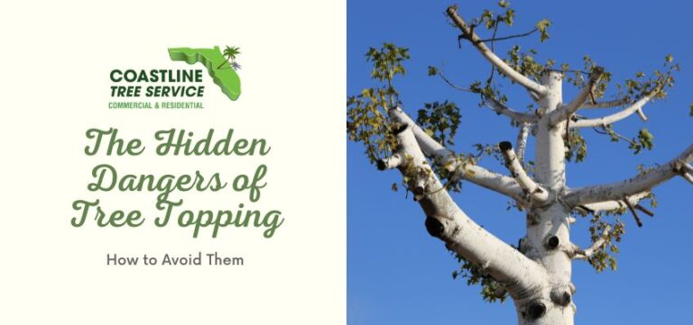The Hidden Dangers of Tree Topping and How to Avoid Them | Coastline ...